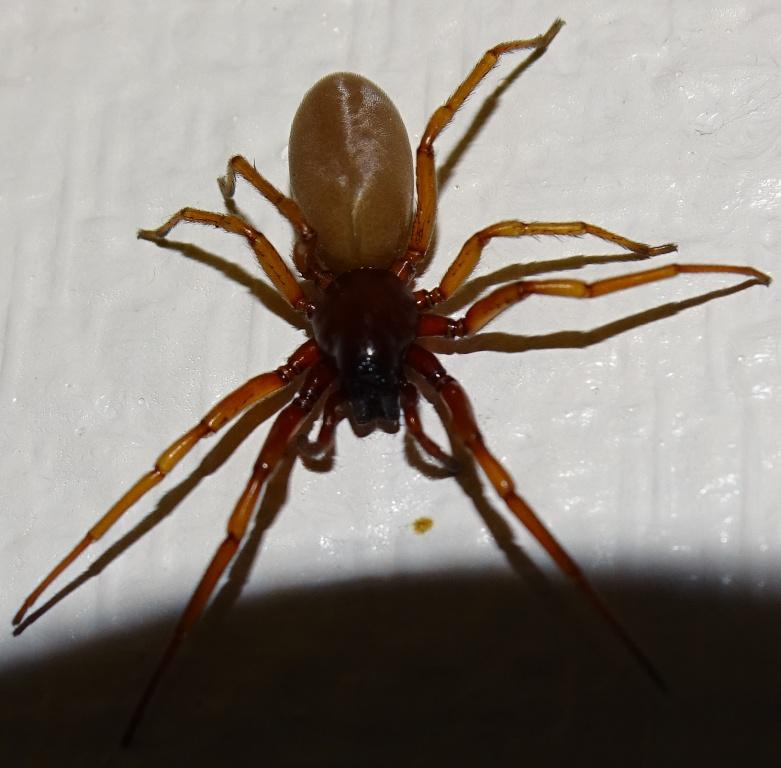 Réf. 222504 — ARACHNIDA > Araneae > Dysderidae > Harpactea rubicunda ...