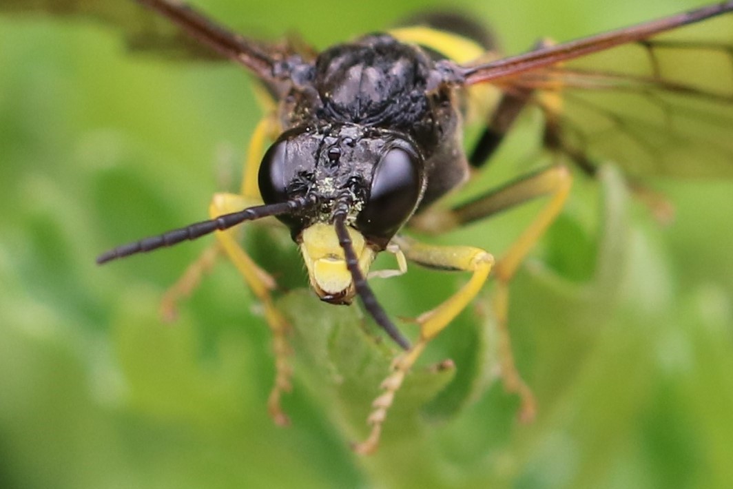 Réf. 223965 — INSECTA > Hymenoptera > Tenthredinidae > Tenthredo ...