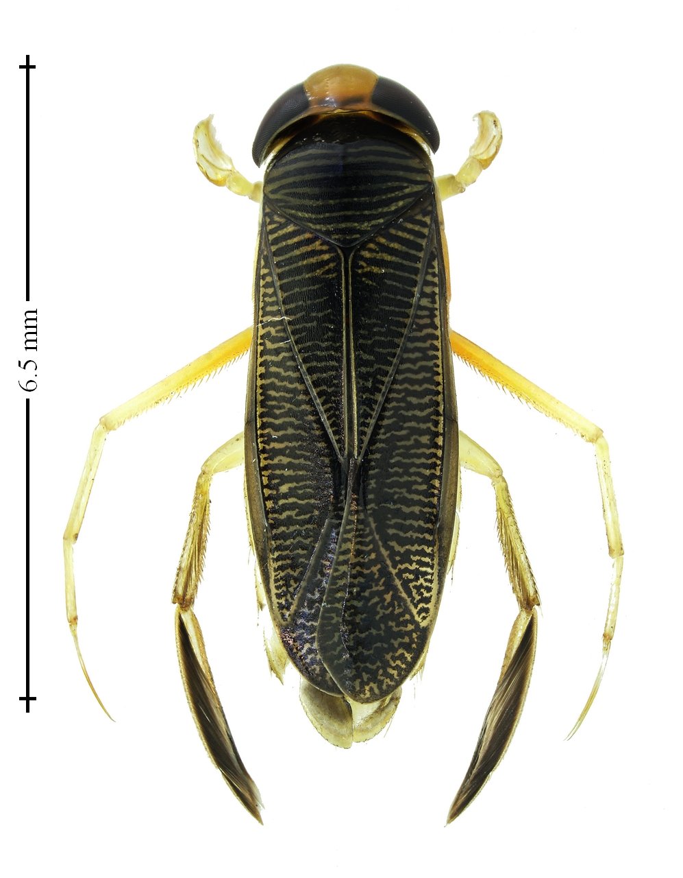 Réf. 223980 — INSECTA > Heteroptera > Corixidae > Sigara (Subsigara ...