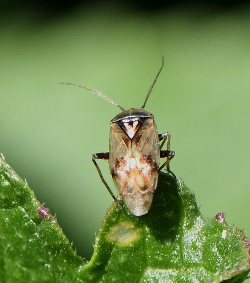 Réf. 224499 — INSECTA > Heteroptera > Miridae > Lygus sp. - www.galerie ...