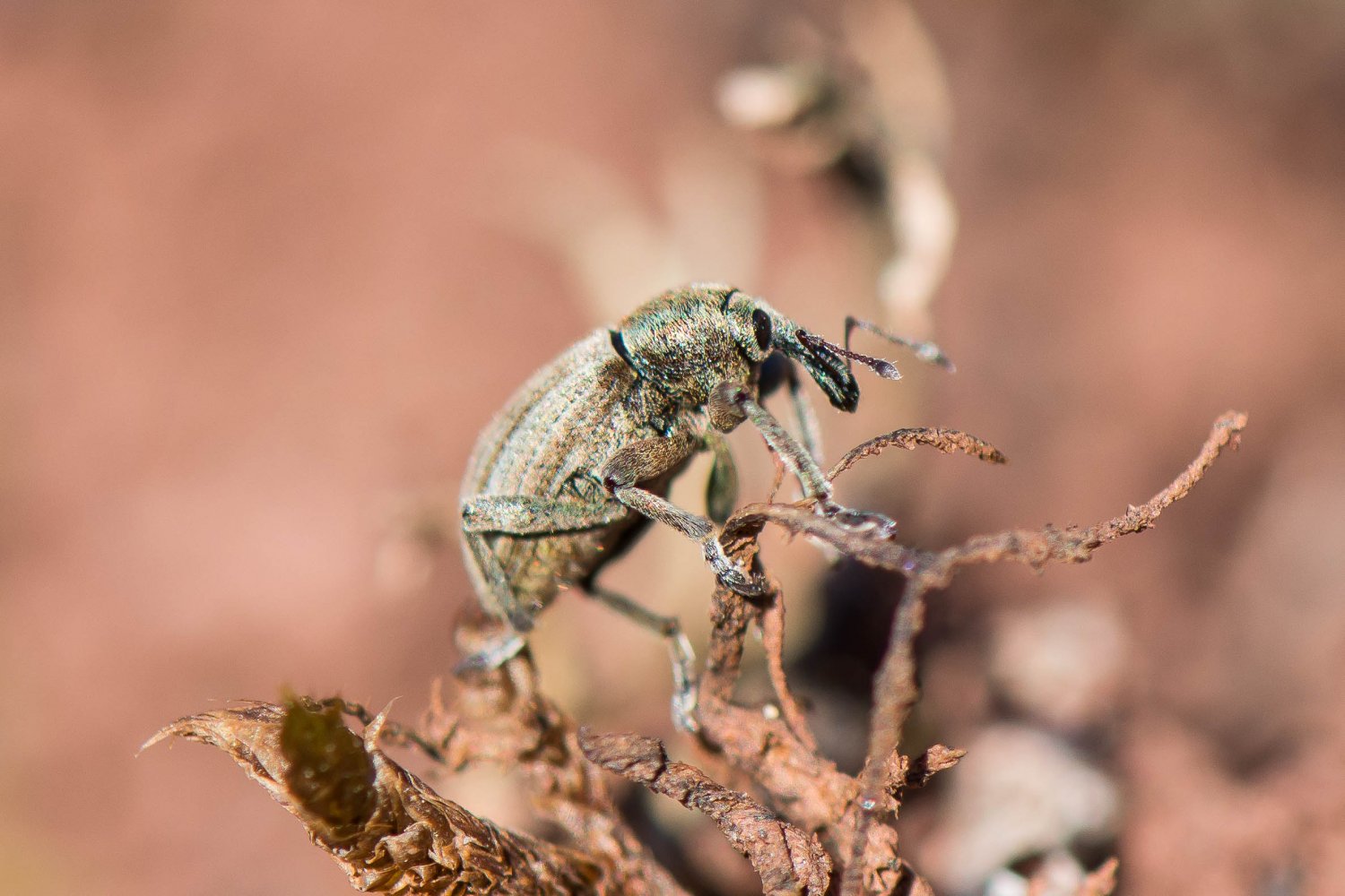 Réf. 224226 — INSECTA > Coleoptera > Curculionidae > Hypera (Dapalinus ...