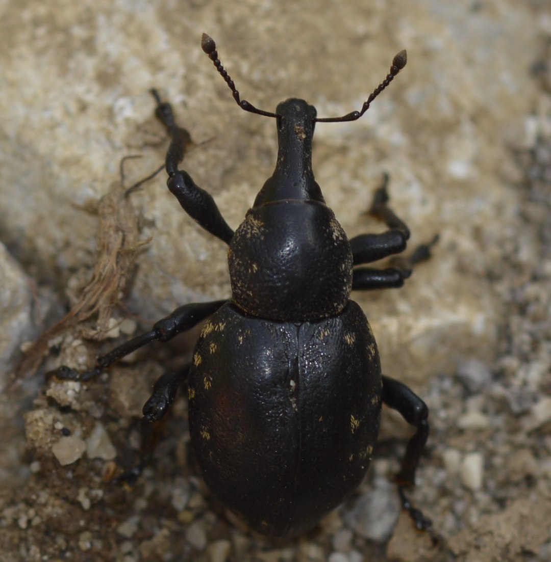 Réf. 225405 — INSECTA > Coleoptera > Curculionidae > Liparus (Liparus ...