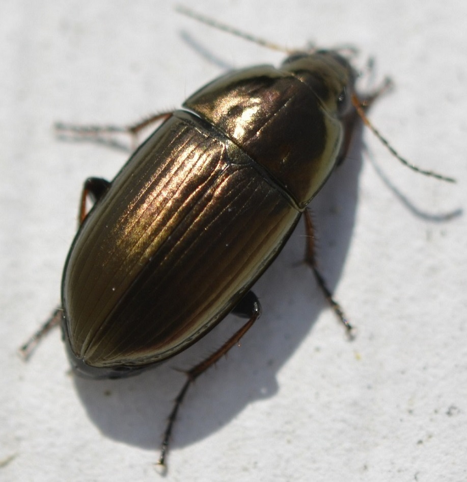 Réf. 226614 — INSECTA > Coleoptera > Carabidae > Amara (Amara) aenea ...