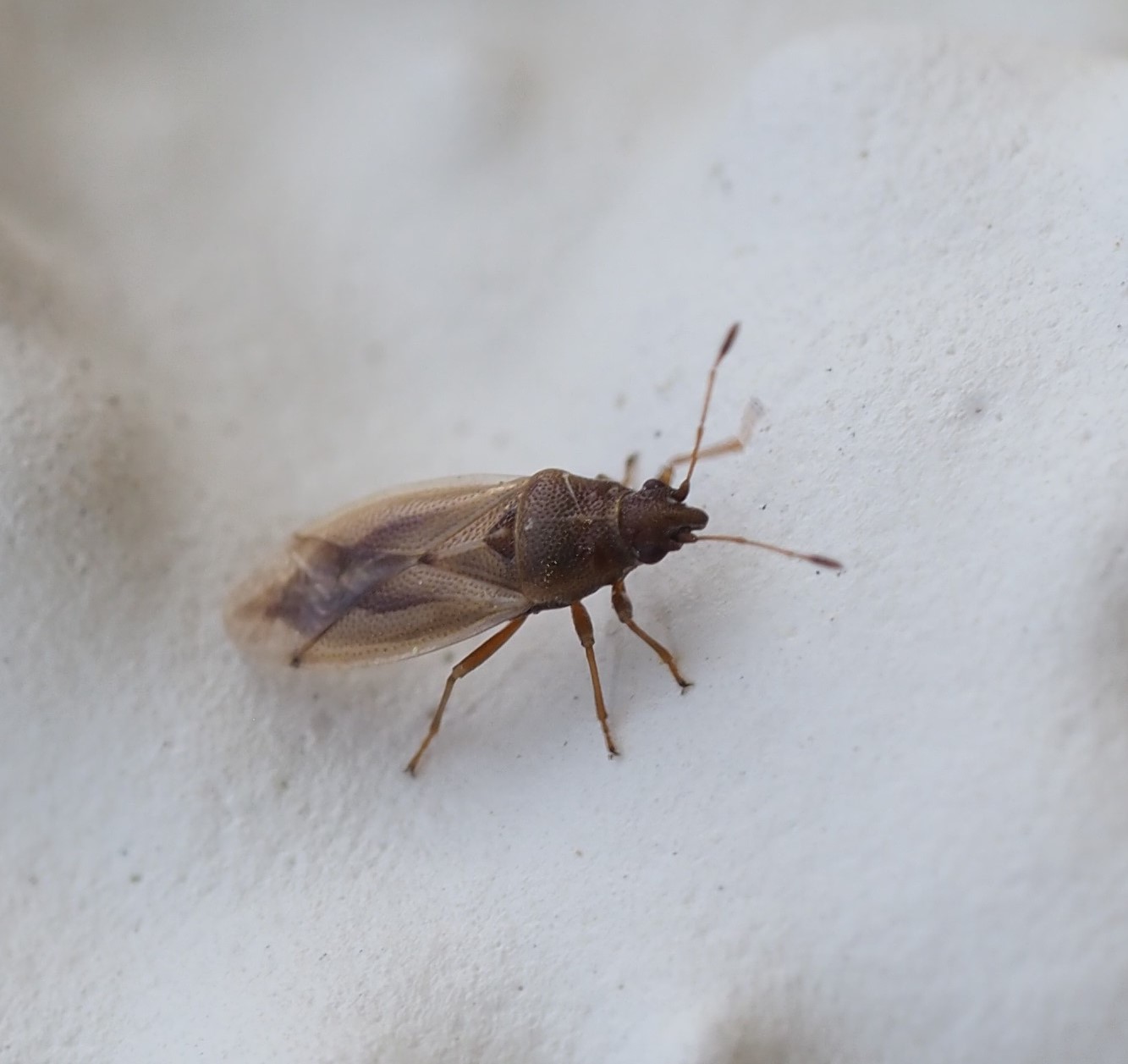 Réf. 226772 — INSECTA > Heteroptera > Cymidae > Cymus glandicolor - www ...