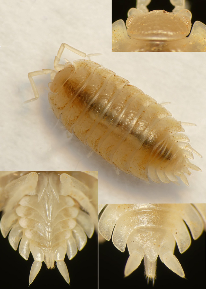Réf. 226198 — CRUSTACEA > Isopoda > Trachelipodidae > Trachelipus ...