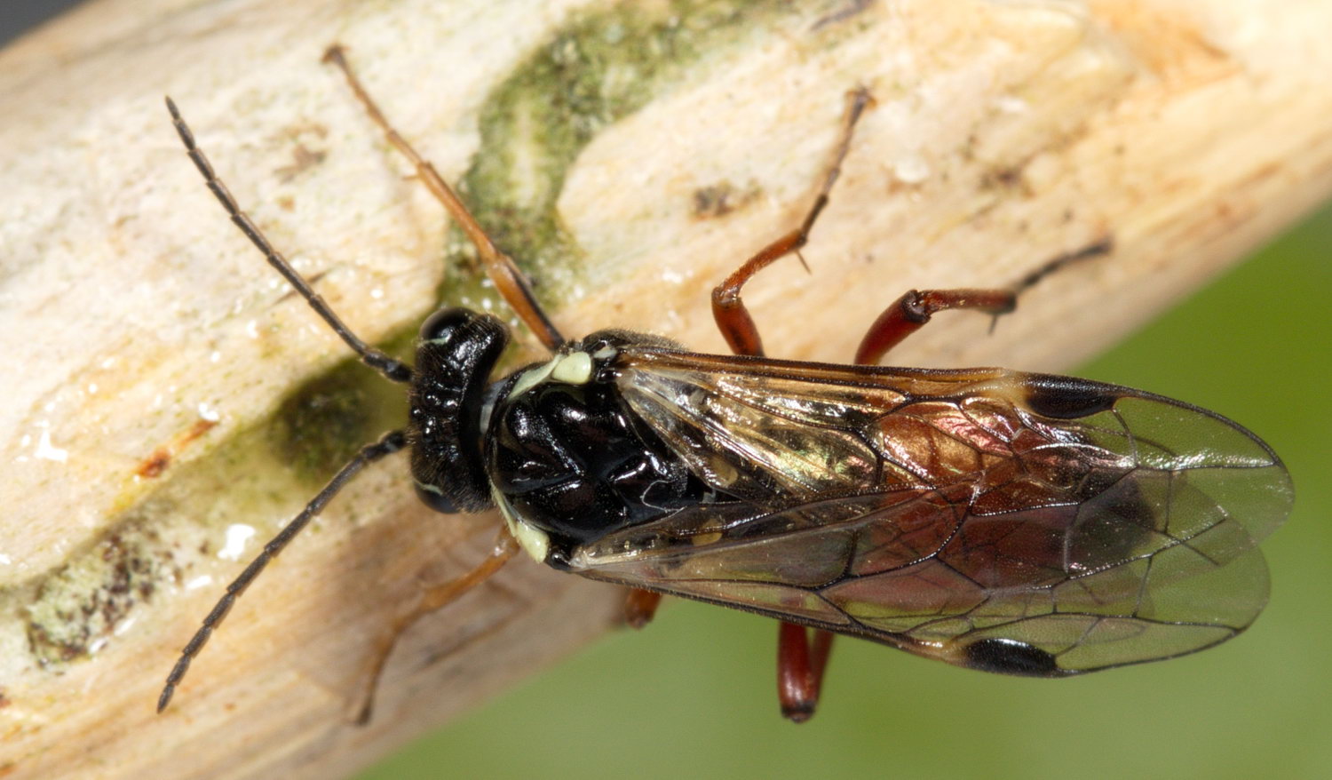 Réf. 227285 — INSECTA > Hymenoptera > Tenthredinidae > Aglaostigma ...