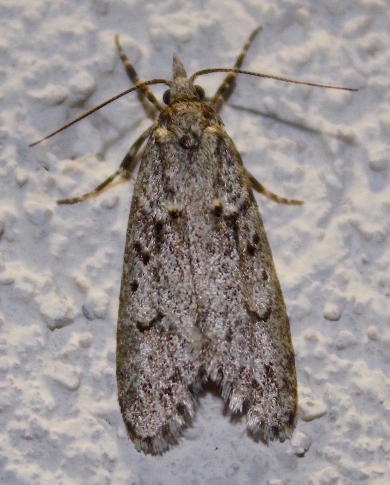 Réf. 227766 — INSECTA > Lepidoptera > Lypusidae > Diurnea fagella - www ...