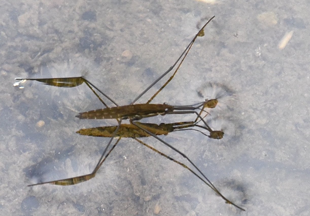 Réf. 227394 — INSECTA > Heteroptera > Gerridae > Aquarius najas - www ...