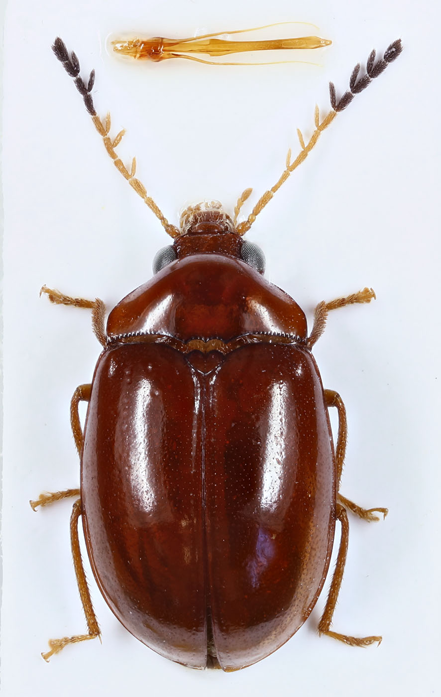 Réf. 227577 — INSECTA > Coleoptera > Ptilodactylidae > Ptilodactyla sp ...