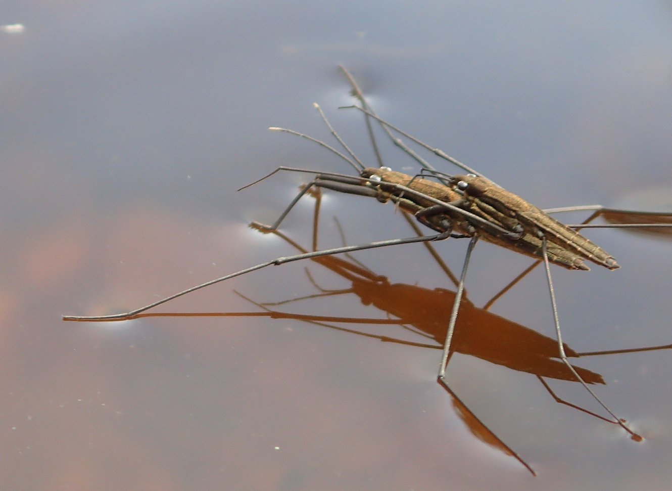 Réf. 227288 — INSECTA > Heteroptera > Gerridae > Aquarius najas - www ...