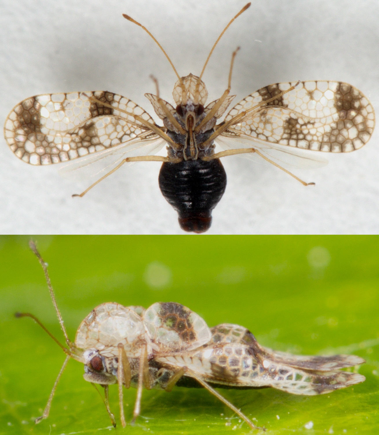 Réf. 228168 — INSECTA > Heteroptera > Tingidae > Stephanitis ...