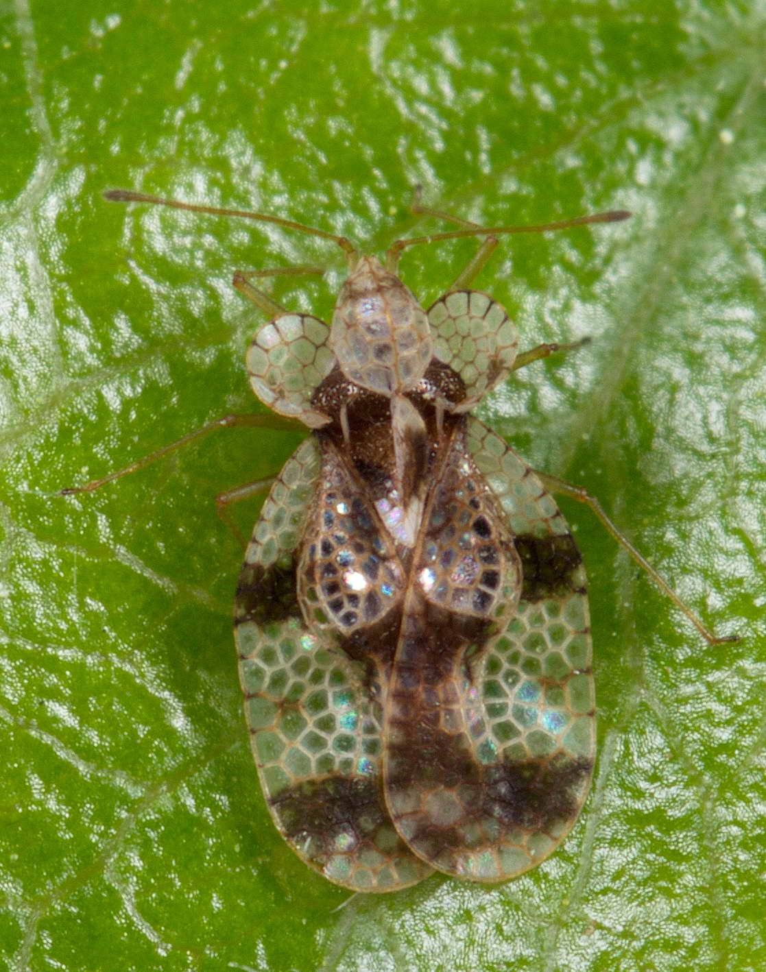 Réf. 228167 — INSECTA > Heteroptera > Tingidae > Stephanitis ...