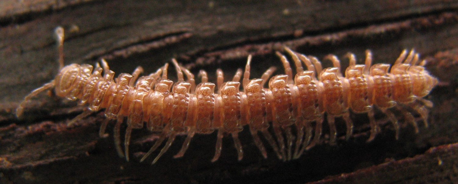 Réf. 228128 — DIPLOPODA > Polydesmida > Polydesmidae > Polydesmus sp ...