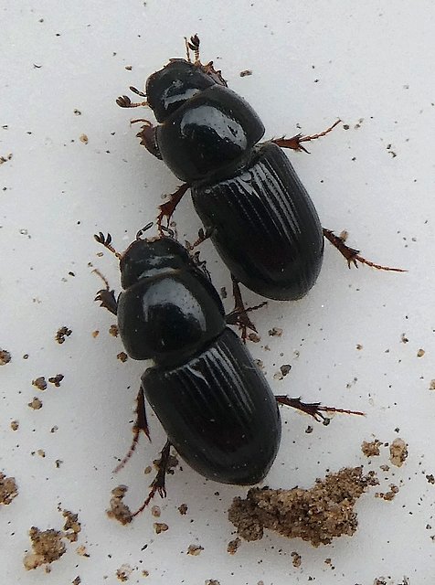 Réf. 228605 — INSECTA > Coleoptera > Scarabaeidae > Calamosternus ...