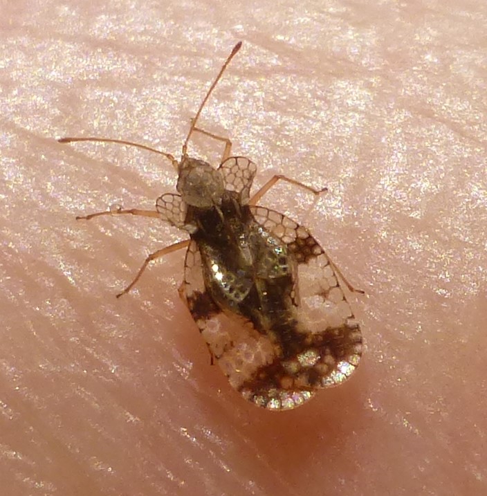 Réf. 228375 — INSECTA > Heteroptera > Tingidae > Stephanitis ...