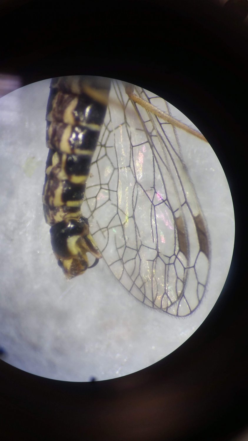 Réf. 228563 — INSECTA > Raphidioptera > Raphidiidae > Raphidia sp ...