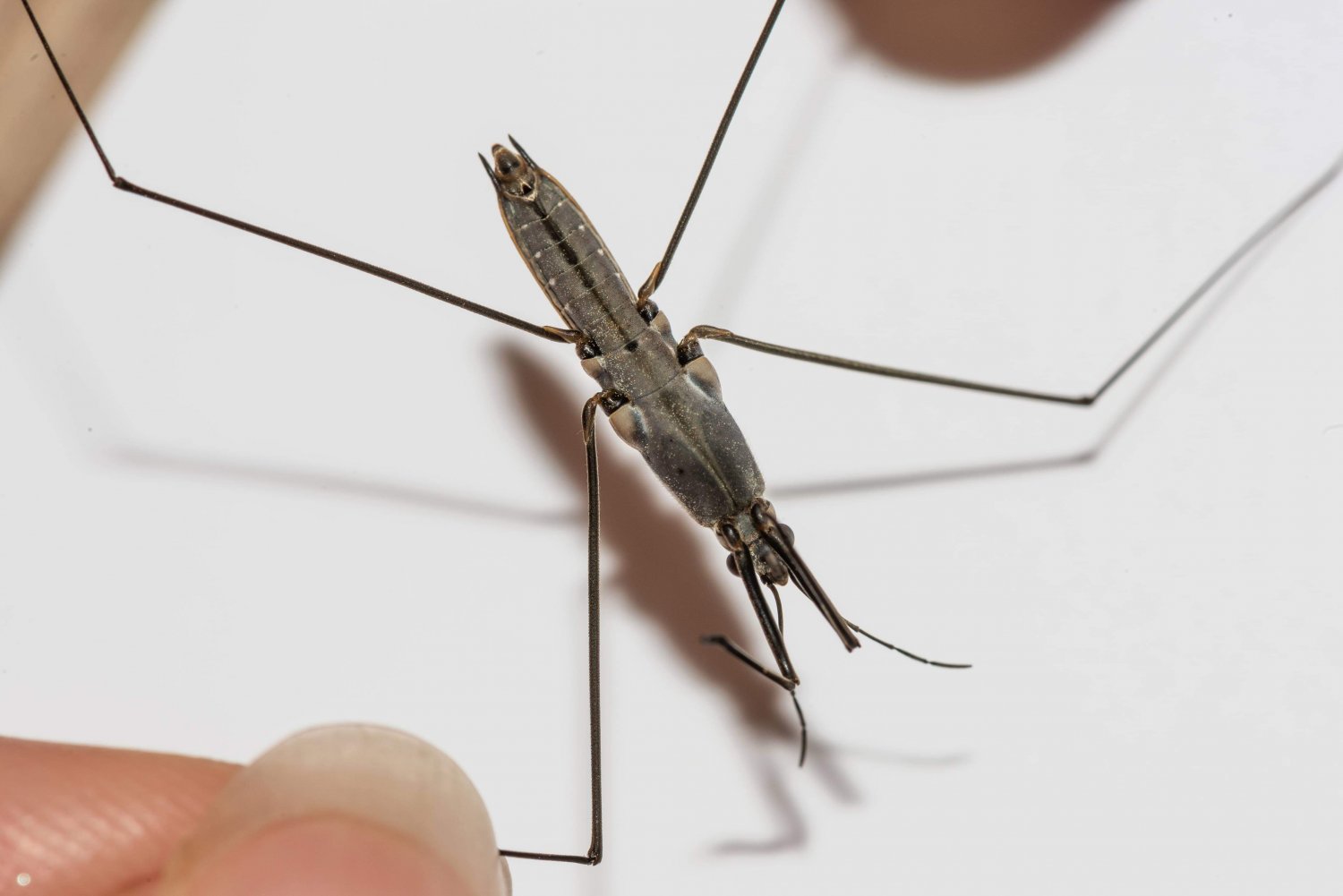 Réf. 228393 — INSECTA > Heteroptera > Gerridae > Aquarius paludum - www ...