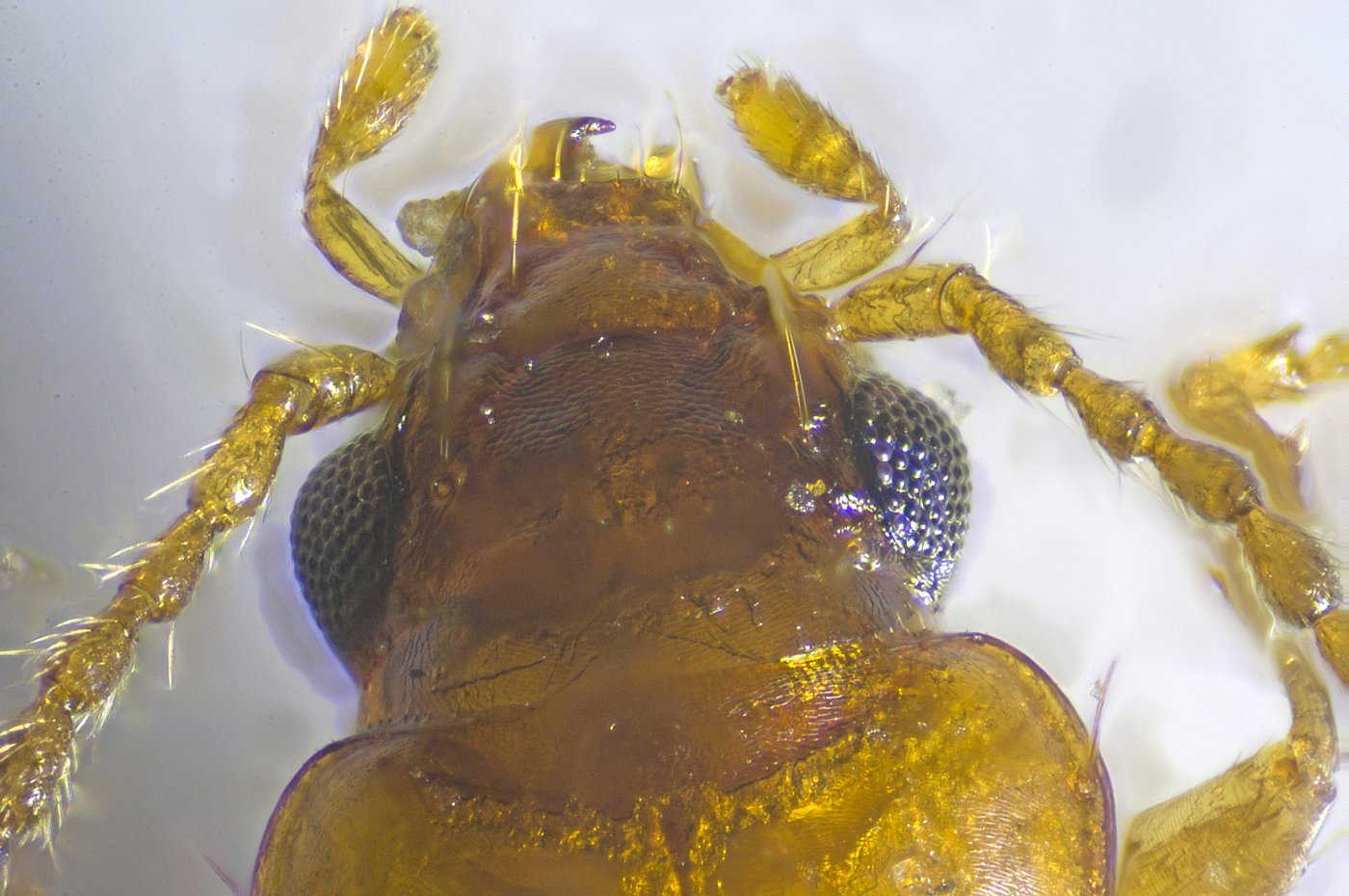 Réf. 228991 — INSECTA > Coleoptera > Carabidae > Tachys (Eotachys ...