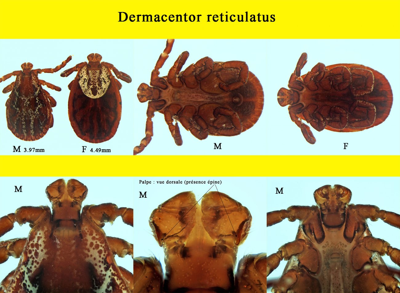 Réf. 229831 — ARACHNIDA > Ixodida > Ixodidae > Dermacentor (Dermacentor ...