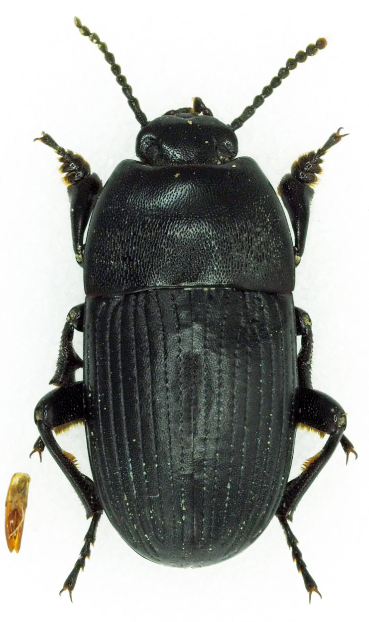 Réf. 229816 — INSECTA > Coleoptera > Tenebrionidae > Pedinus (Pedinus ...