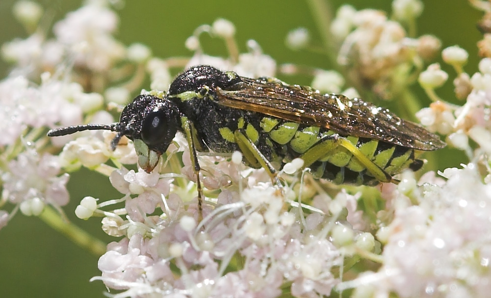 Réf. 23151 — INSECTA > Hymenoptera > Tenthredinidae > Tenthredo ...