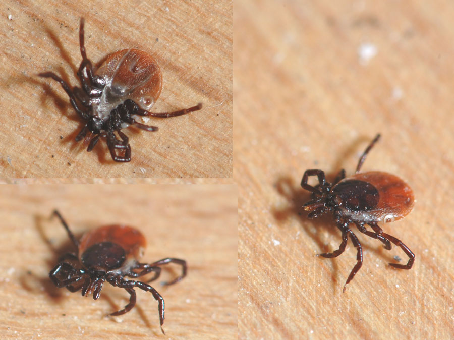 Réf. 23965 — ARACHNIDA > Ixodida > Ixodidae > Ixodes sp. - www.galerie-insecte.org