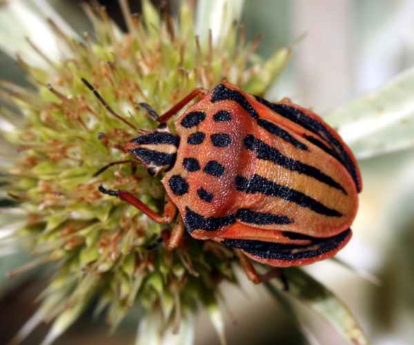 Réf. 23520 — INSECTA > Heteroptera > Pentatomidae > Graphosoma ...