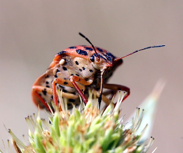 Réf. 23521 — INSECTA > Heteroptera > Pentatomidae > Graphosoma ...