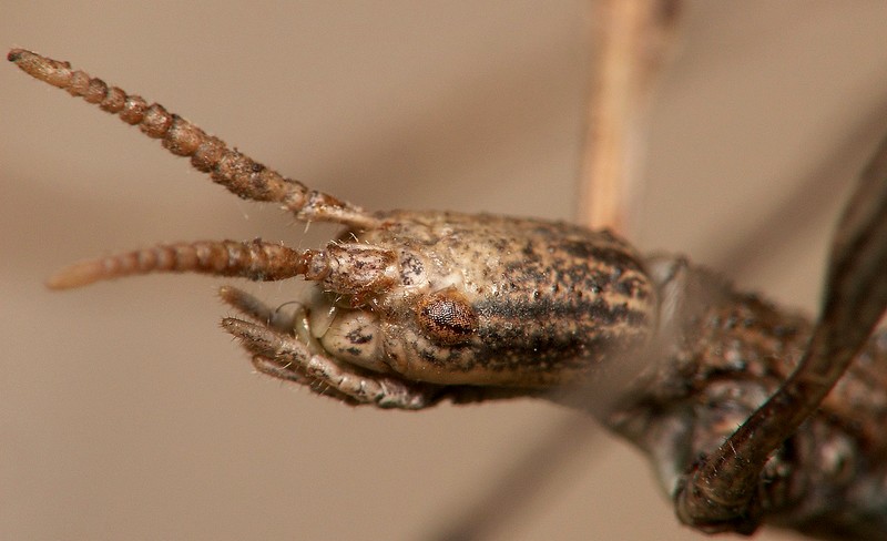 Réf. 23802 — INSECTA > Phasmatodea > Bacillidae > Clonopsis gallica ...