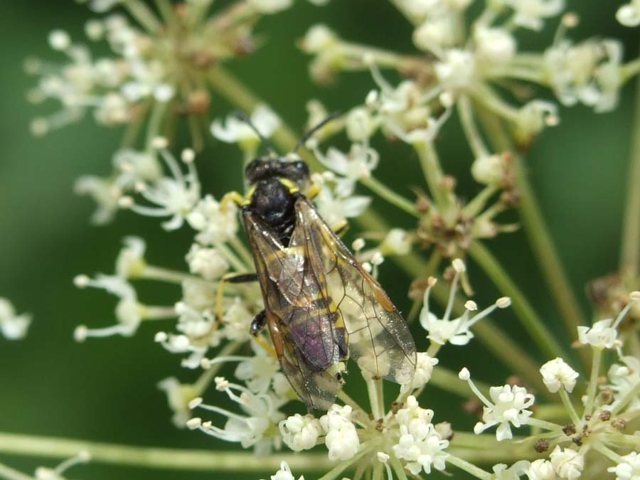Réf. 23382 — INSECTA > Hymenoptera > Tenthredinidae > Tenthredo ...