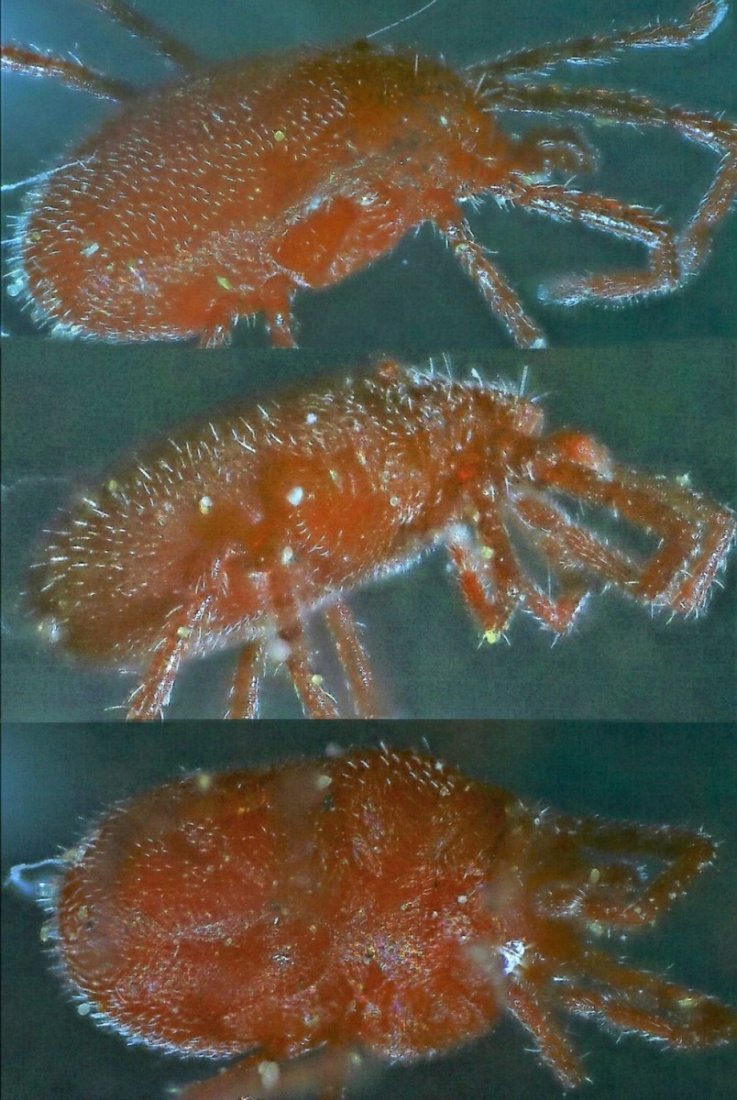 Réf. 230204 — ARACHNIDA > Prostigmata > Erythraeidae > Balaustium ...