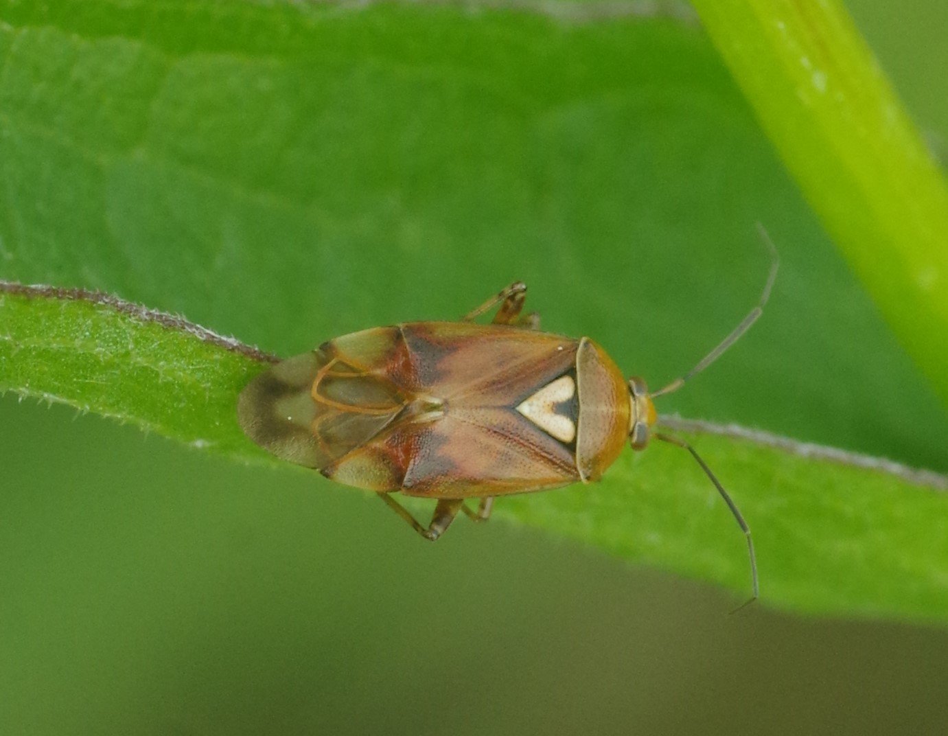 Réf. 230833 — INSECTA > Heteroptera > Miridae > Lygus pratensis - www ...