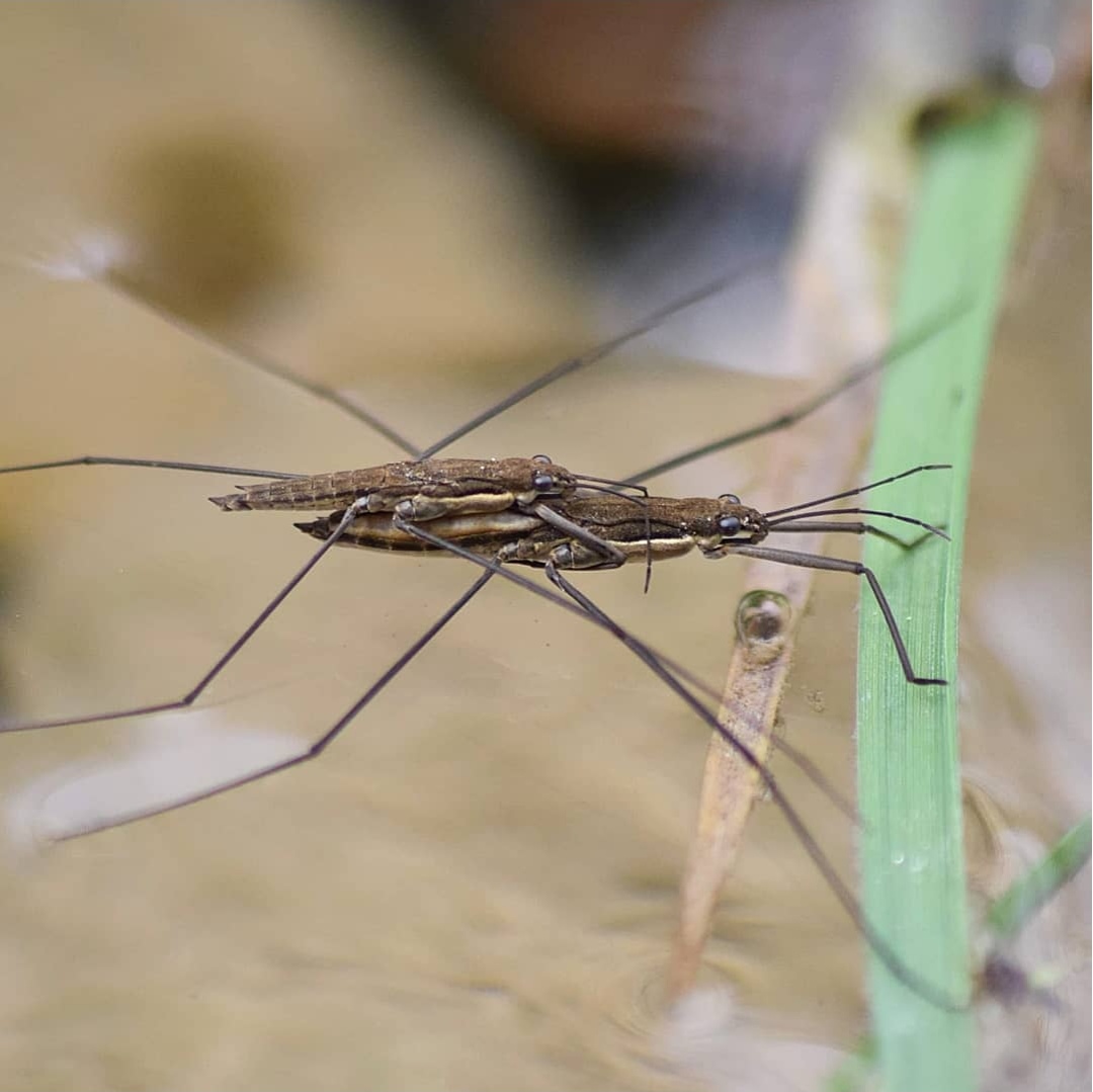 Réf. 230109 — INSECTA > Heteroptera > Gerridae > Aquarius najas - www ...