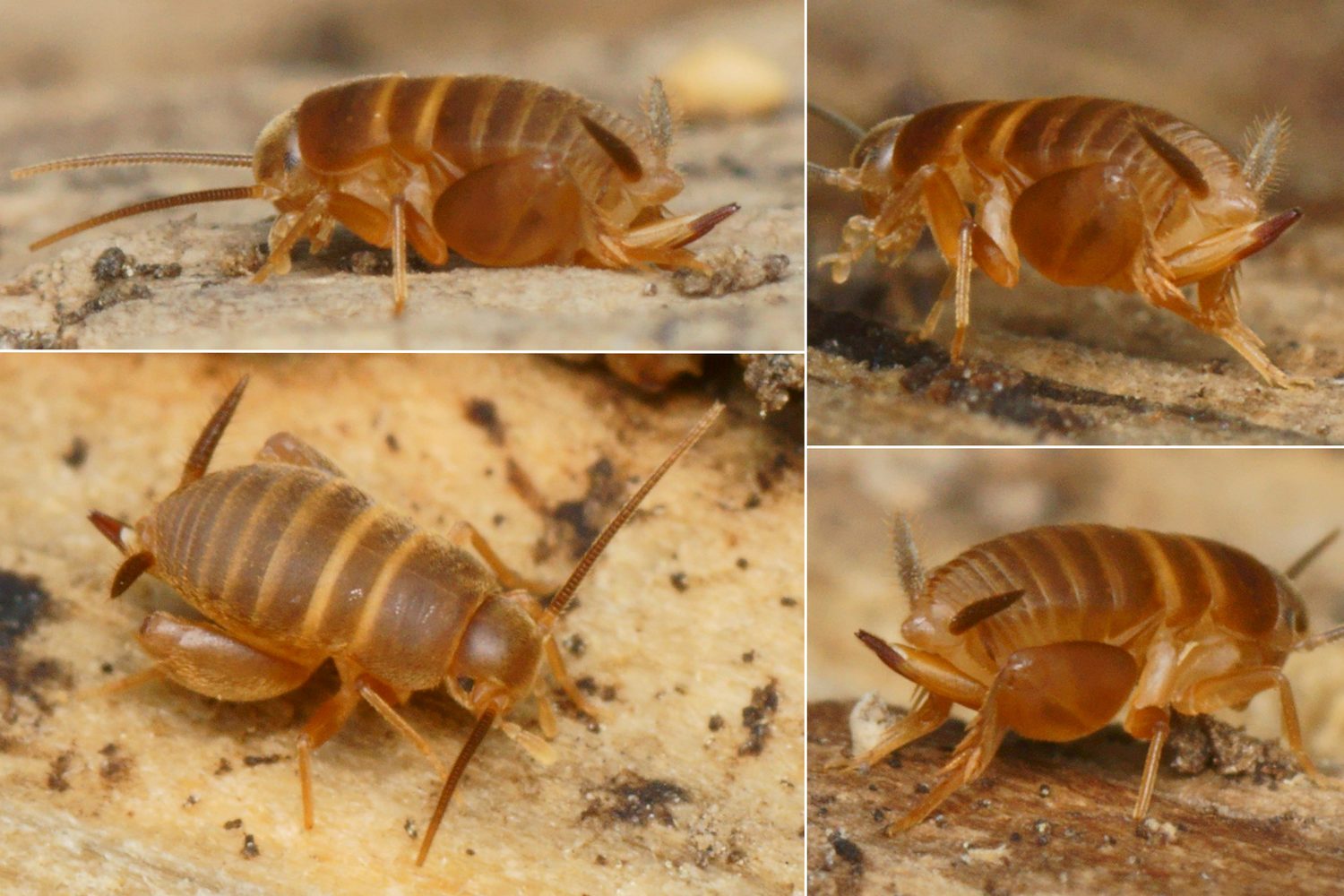 Réf. 230455 — INSECTA > Orthoptera > Myrmecophilidae > Myrmecophilus ...