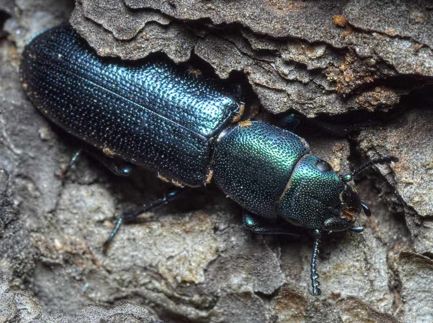 Réf. 230579 — INSECTA > Coleoptera > Trogossitidae > Temnoscheila ...