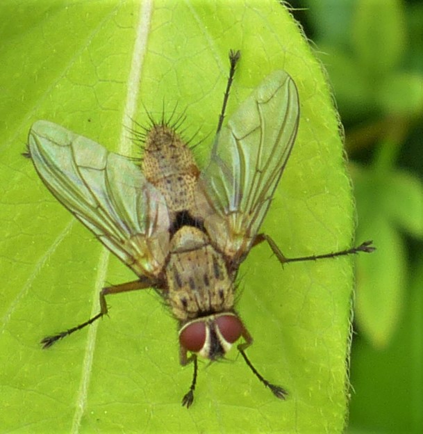 Réf. 231089 — INSECTA > Diptera > Tachinidae > Dexia rustica - www ...