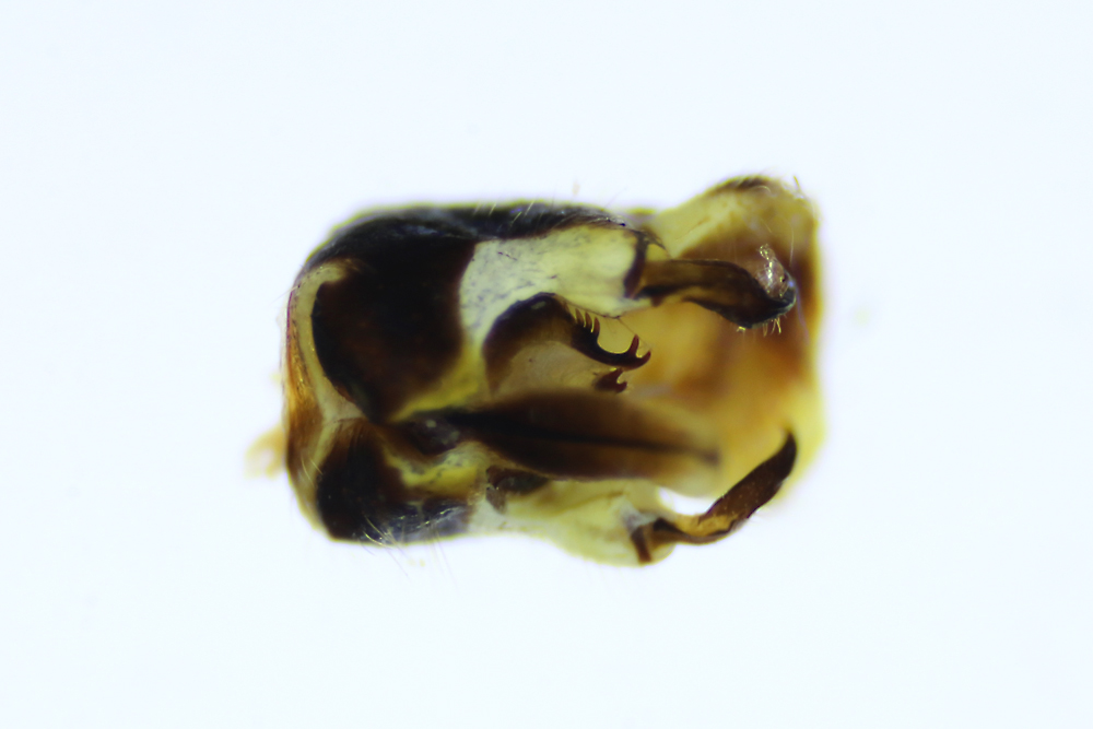 Réf. 231221 — INSECTA > Raphidioptera > Raphidiidae > Raphidia sp ...