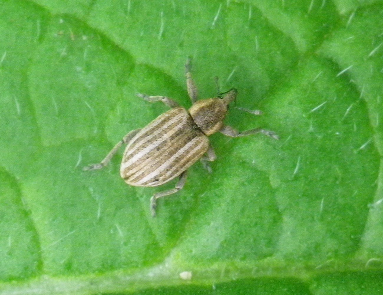 Réf. 231802 — INSECTA > Coleoptera > Curculionidae > Hypera (Dapalinus ...