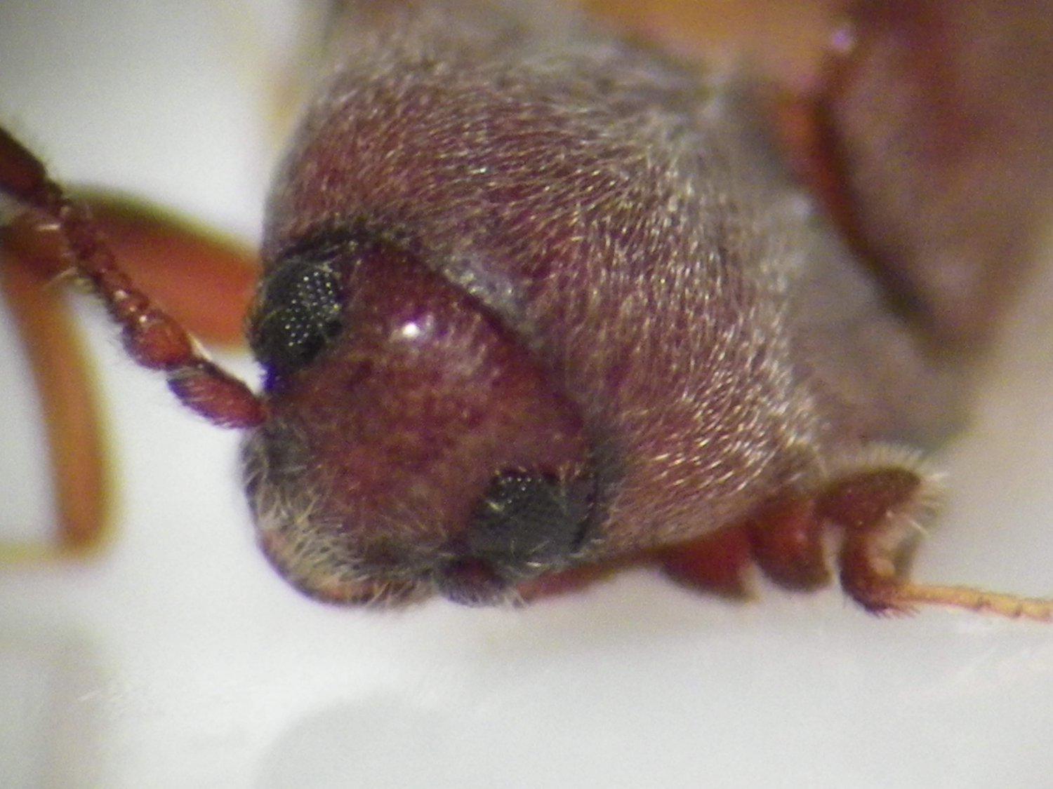 Réf. 231949 — INSECTA > Coleoptera > Throscidae > Trixagus dermestoides ...