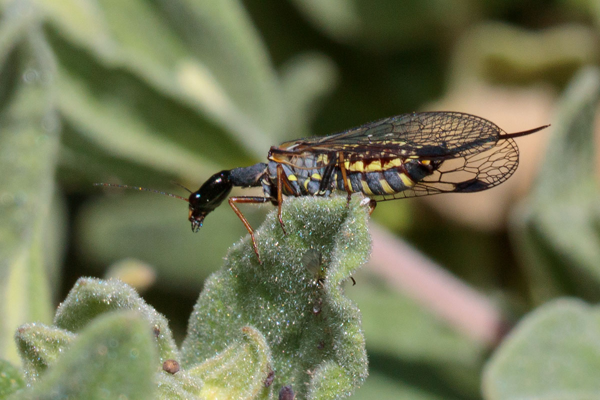 Réf. 232418 — INSECTA > Raphidioptera > Raphidiidae > Raphidia sp ...