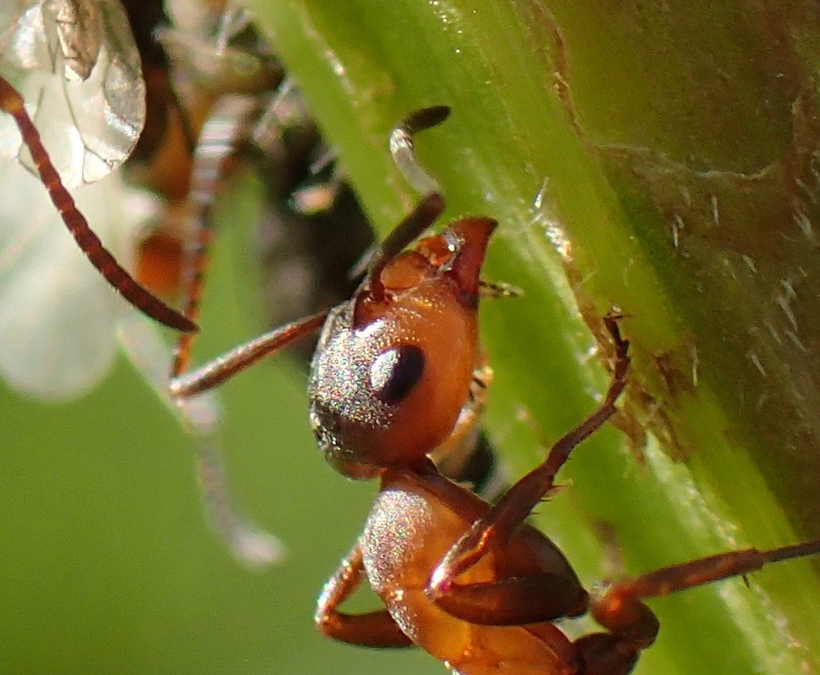 Réf. 232456 — INSECTA > Hymenoptera > Formicidae > Formica (Formica ...