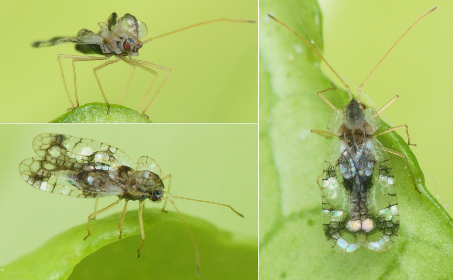 Stephanitis (Stephanitis) lauri (Insecta, Heteroptera, Tingidae) - www ...