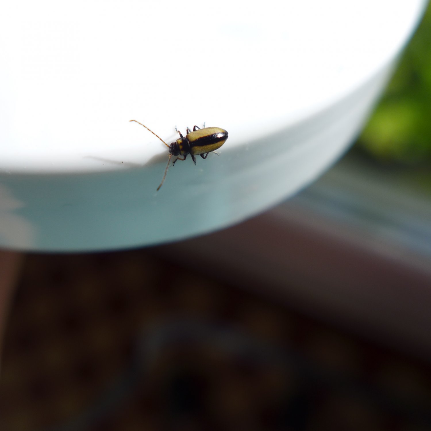 Réf. 232769 — INSECTA > Coleoptera > Chrysomelidae > Calomicrus ...