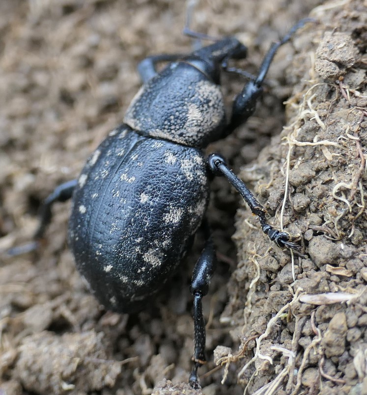 Réf. 233229 — INSECTA > Coleoptera > Curculionidae > Liparus (Liparus ...