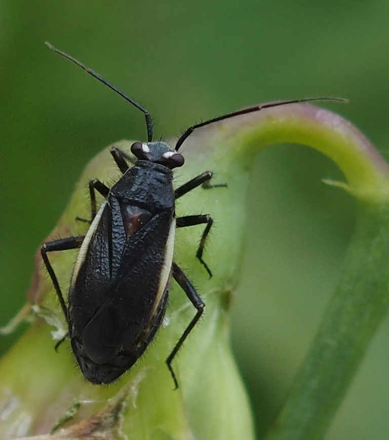 Réf. 233573 — INSECTA > Heteroptera > Miridae > Capsodes (Capsodes ...
