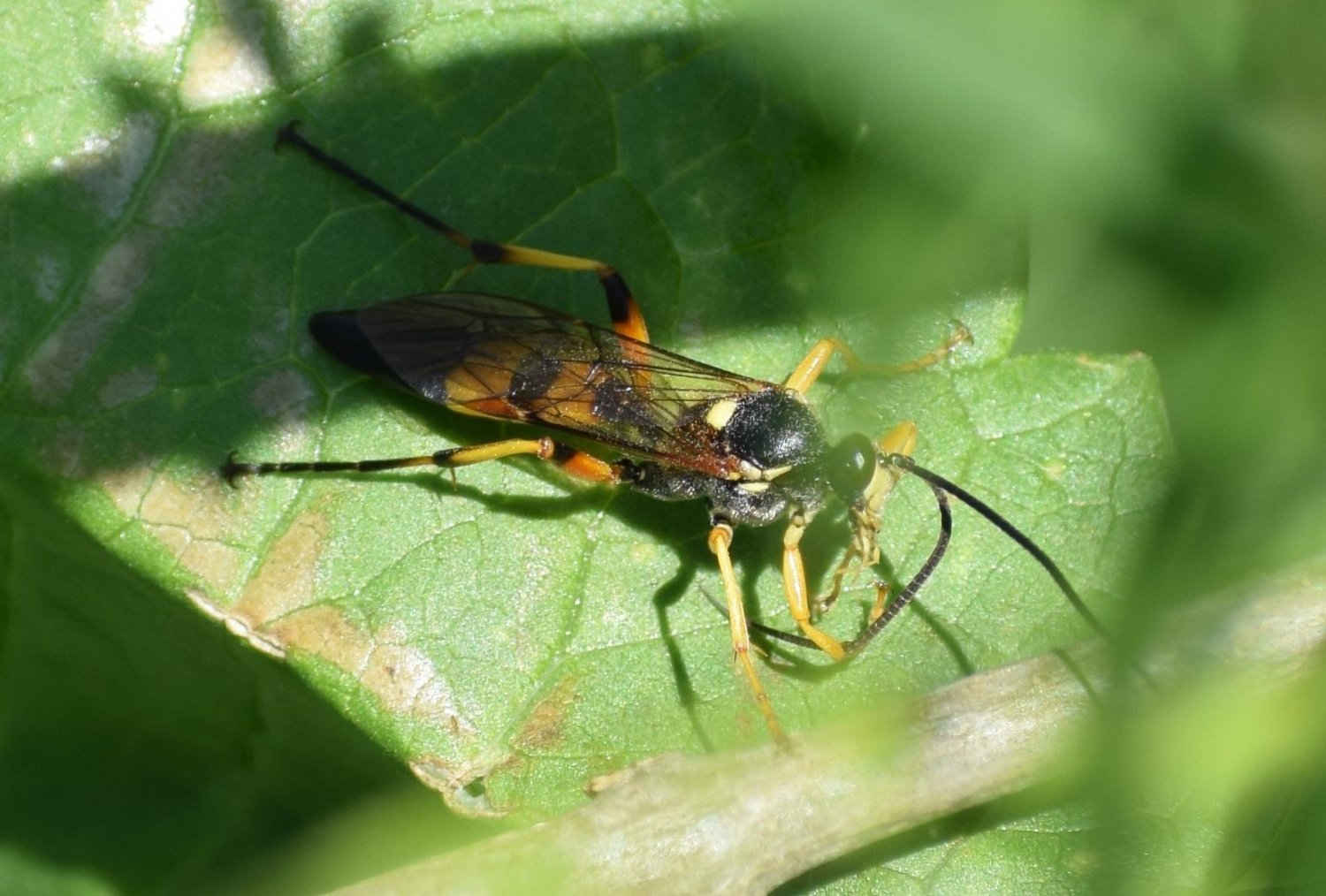 Réf. 233710 — INSECTA > Hymenoptera > Ichneumonidae > Diphyus ...