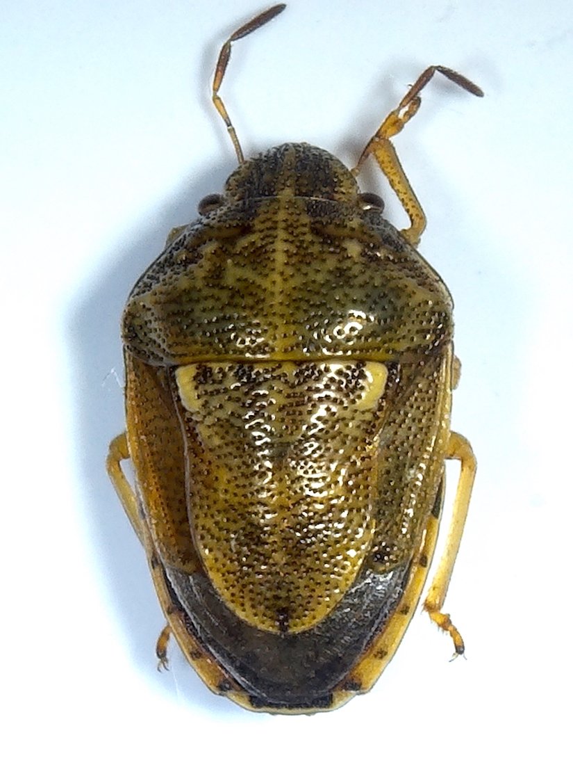 Réf. 234377 — INSECTA > Heteroptera > Pentatomidae > Neottiglossa ...