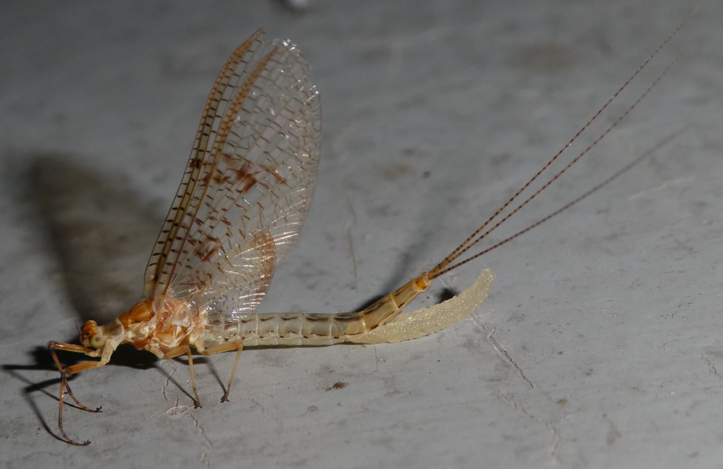 Réf. 234470 — INSECTA > Ephemeroptera > Ephemeridae > Ephemera glaucops ...