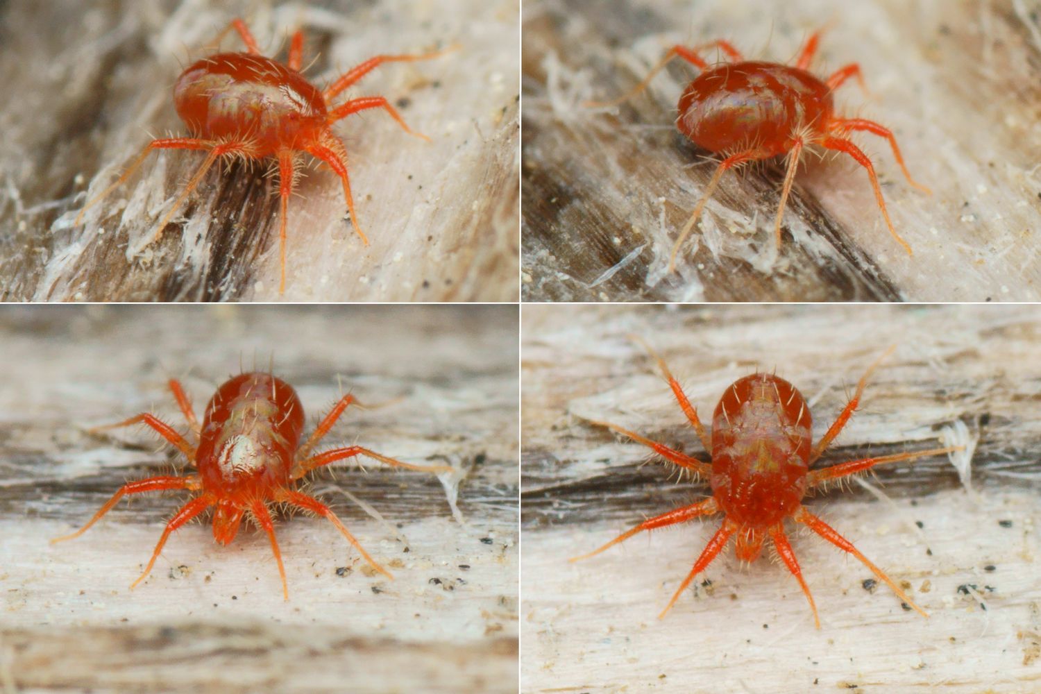Réf. 234441 — ARACHNIDA > Prostigmata > Erythracaridae > Erythracarus ...