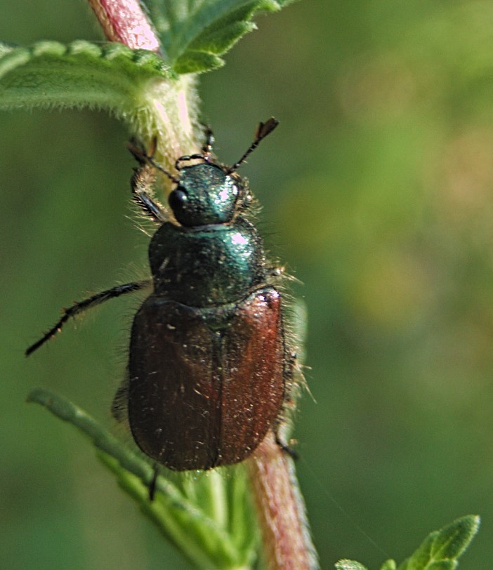 Réf. 234873 — INSECTA > Coleoptera > Scarabaeidae > Phyllopertha ...